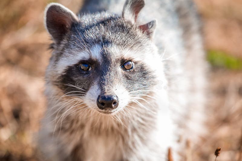 Racoon at nature stock photo. Image of cute, coon, look - 89538972