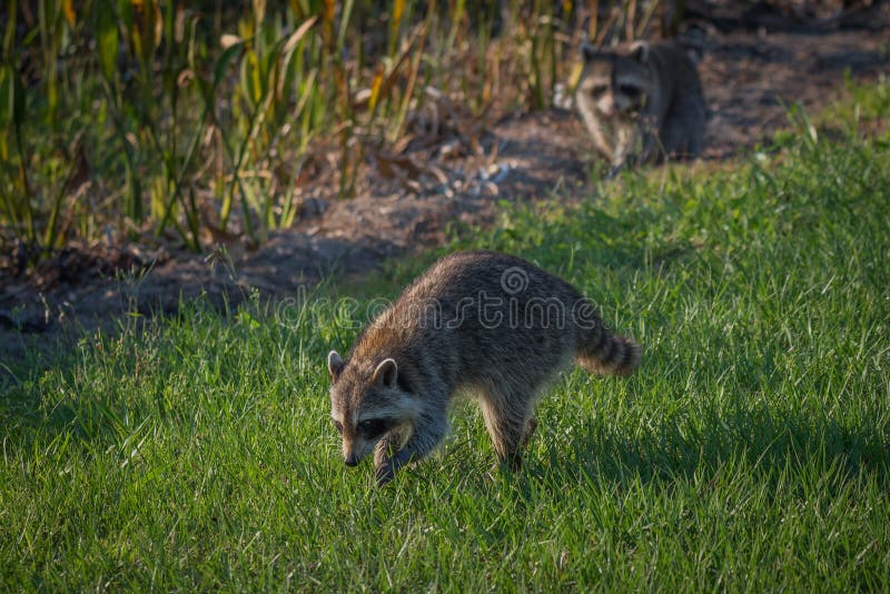 Racoon stock photo. Image of wildlife, people, coon, nocturnal - 95917094