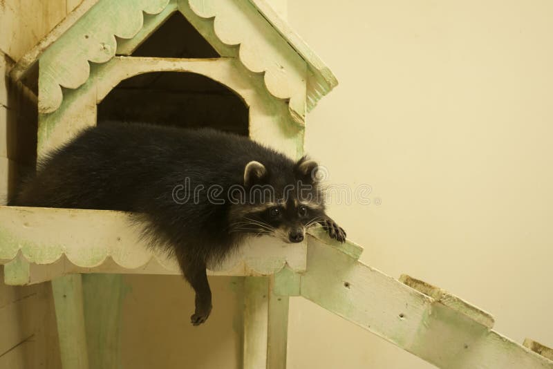 Racoon is Relaxing in His Pretty House Stock Photo - Image of curious ...