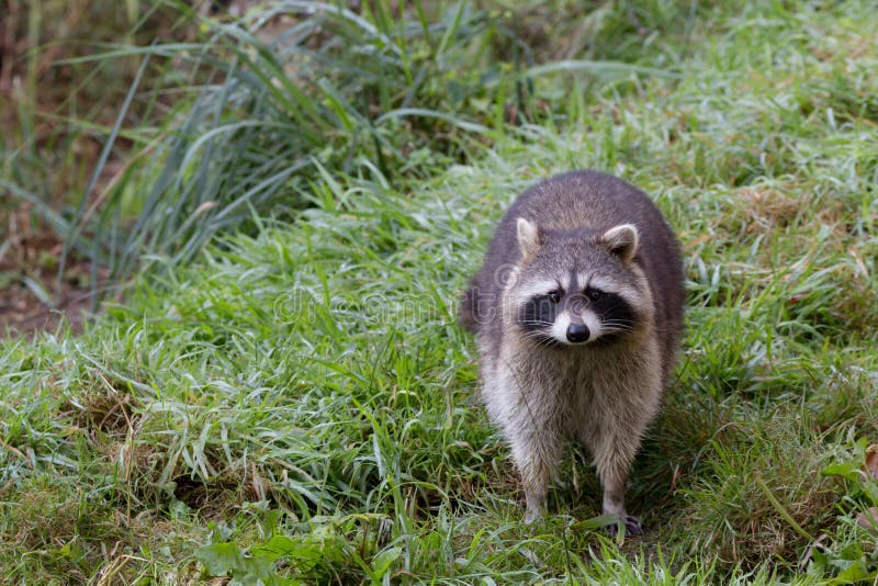 Racoon stock photo. Image of white, racoon, hair, vancouver - 926302