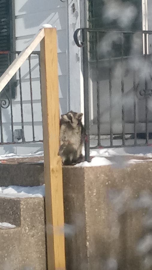 Racoon stock photo. Image of scavenger, winter, snow - 109709030