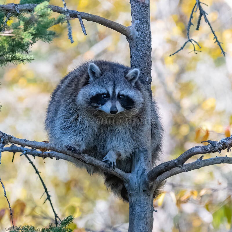 A racoon on a tree, Canada stock photo. Image of climbing - 255458740