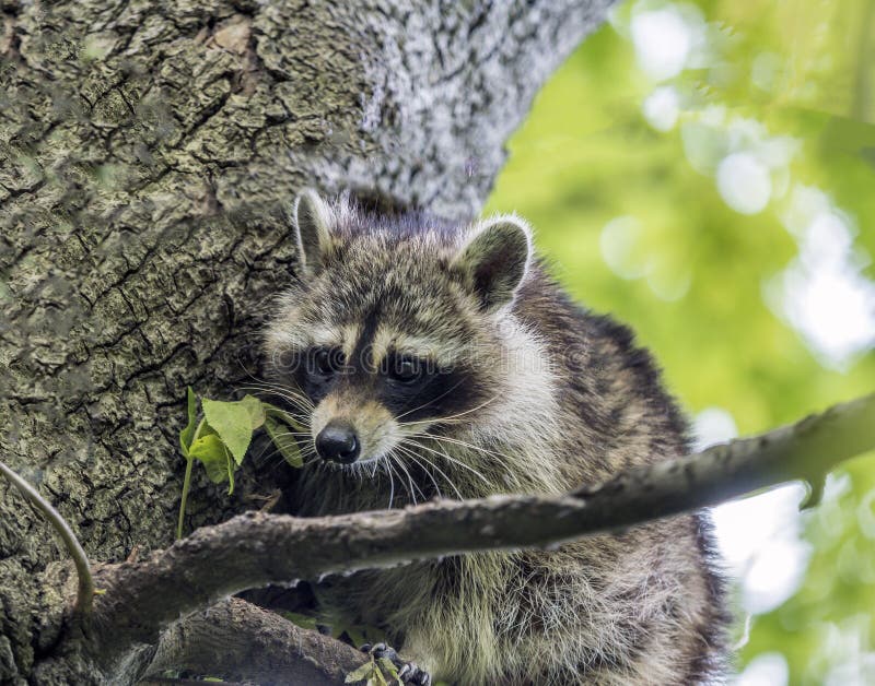 Racoon in tree stock photo. Image of beast, america, procyon - 92778090