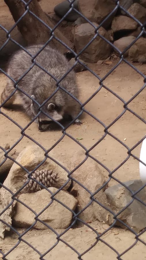 Racoon stock photo. Image of racoon, animal, park, wild - 165603142