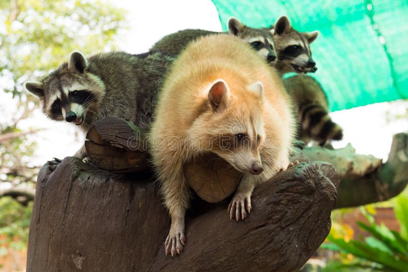 Racoons on the tree stock image. Image of outdoor, racoon - 95193885