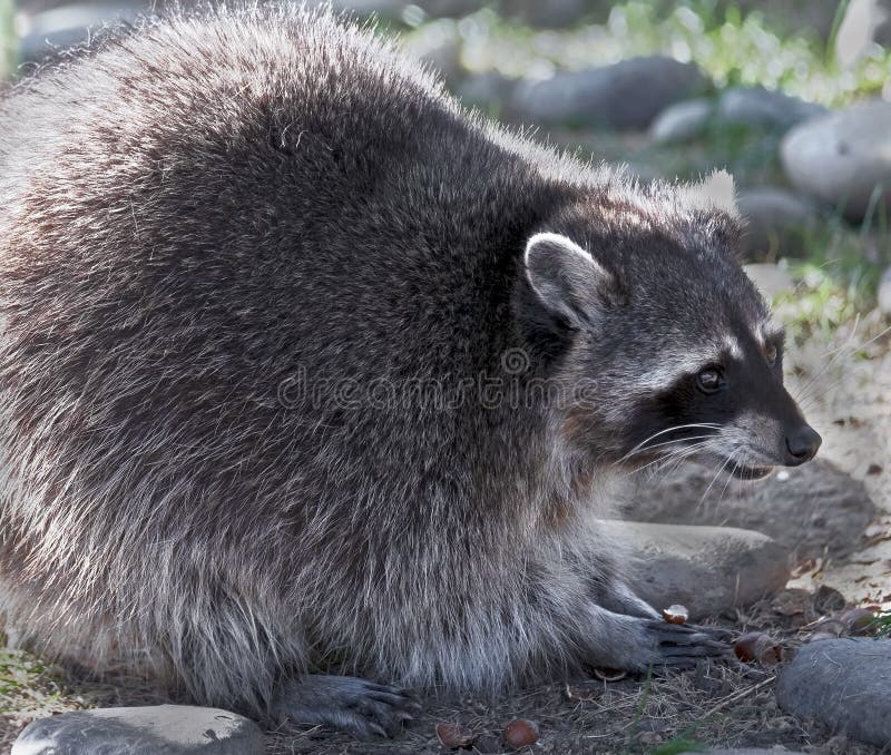 Racoon 7 imagem de stock. Imagem de cauda, comum, esperto - 3032931