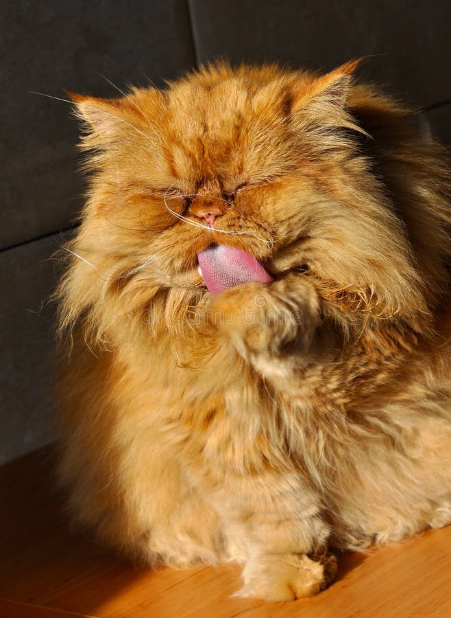Rad cat washing stock photo. Image of clean, alone, feline - 42102164