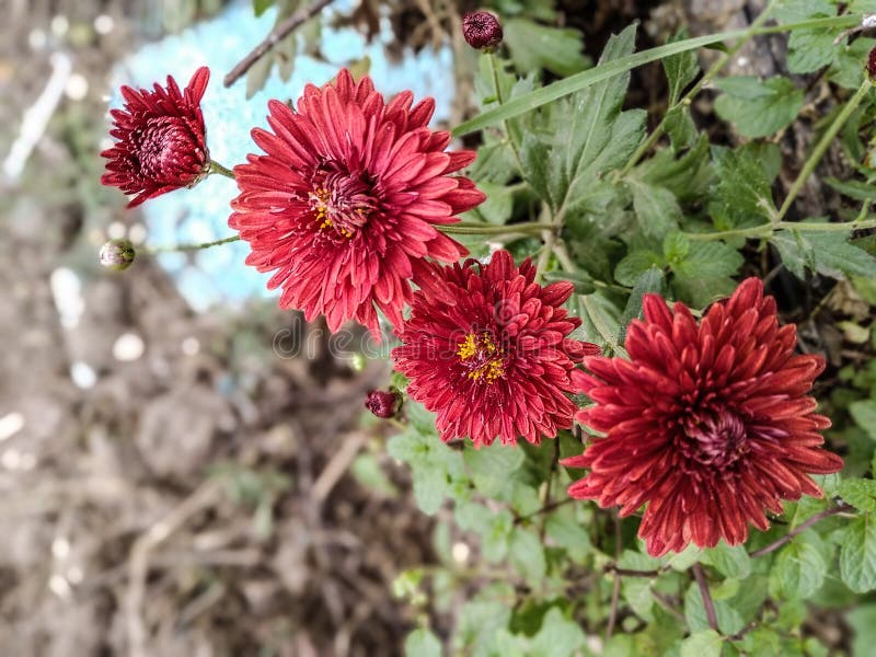 Rad Colour Outdoor Flower Image Stock Photo - Image of meadow, blossom ...