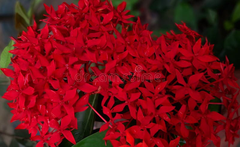 Rad flower stock photo. Image of flower, lower, gardan - 250298182