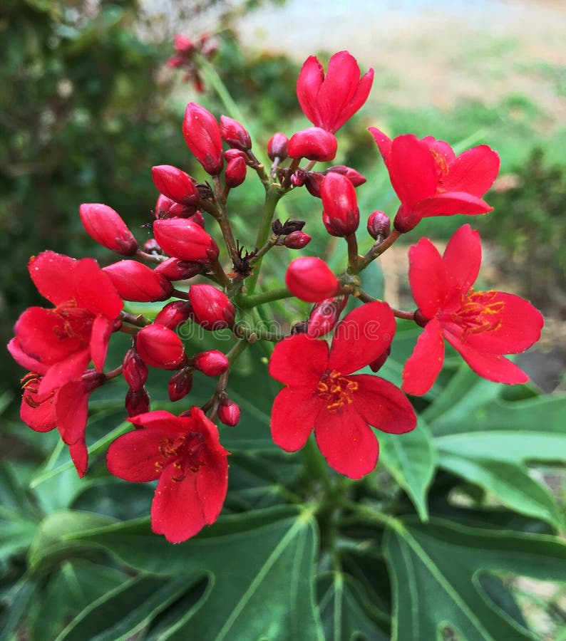 Rad flower stock photo. Image of green, rose, macro, closeup - 34913544