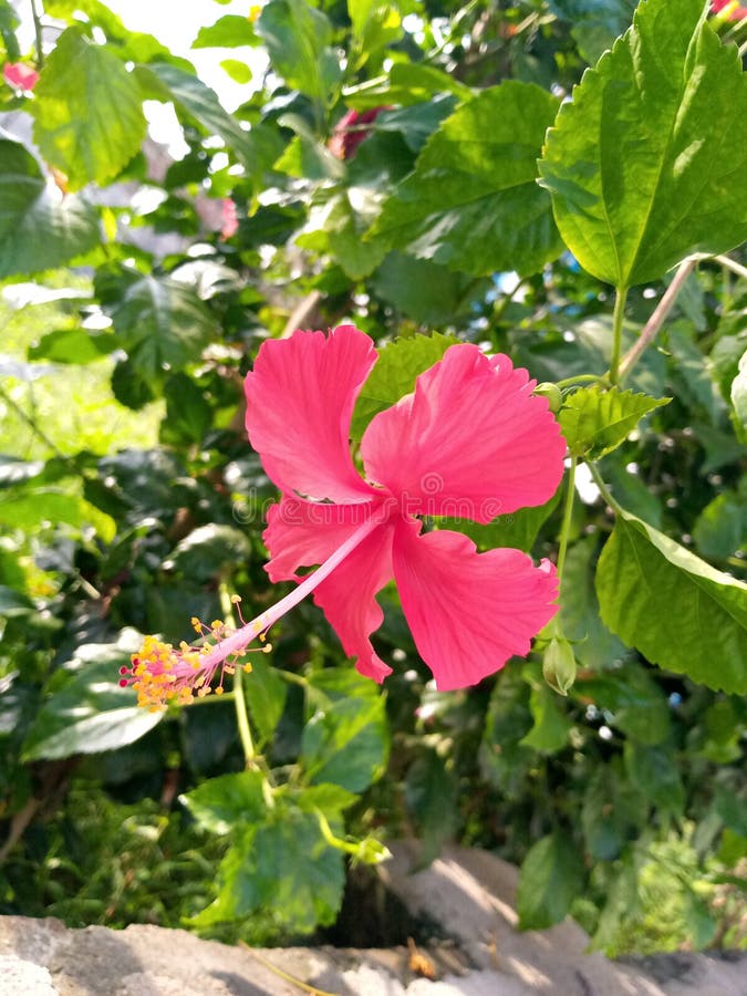 Rad flower stock photo. Image of flower, farm, single - 34913544
