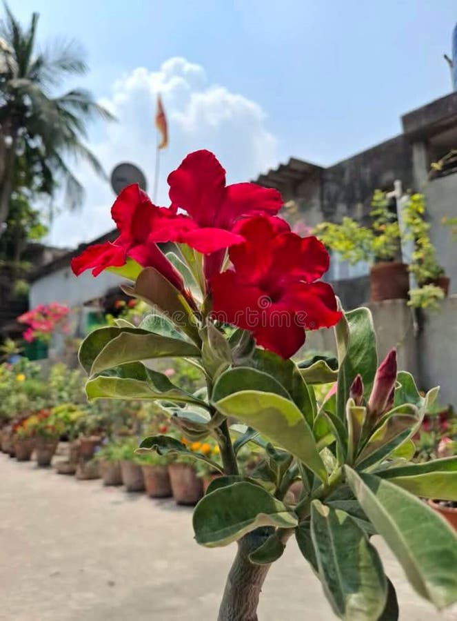 Rad Flower stock photo. Image of tree, blossom, wildflower - 377487030