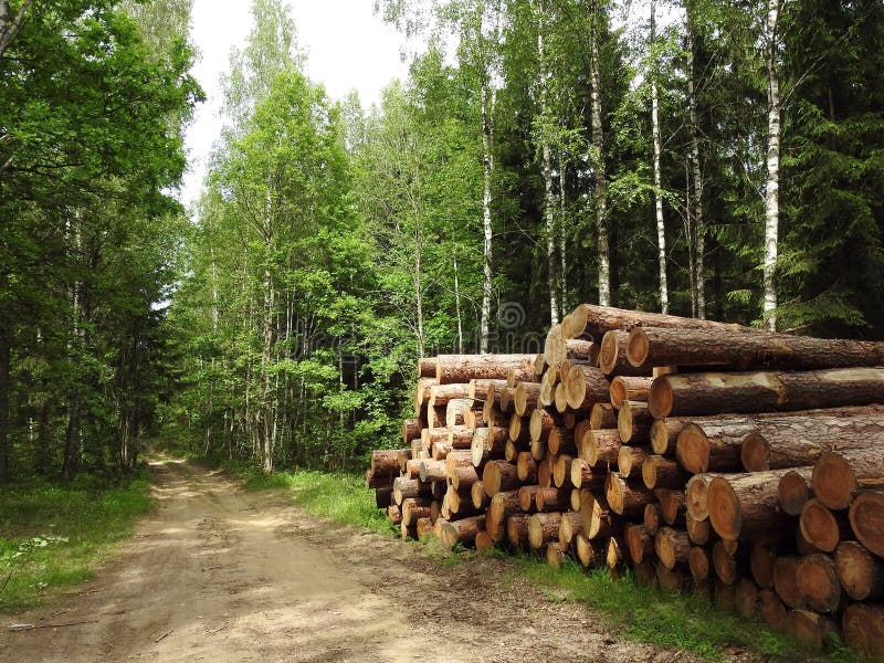 Timber saw cut from forest stock image. Image of balk - 5289157