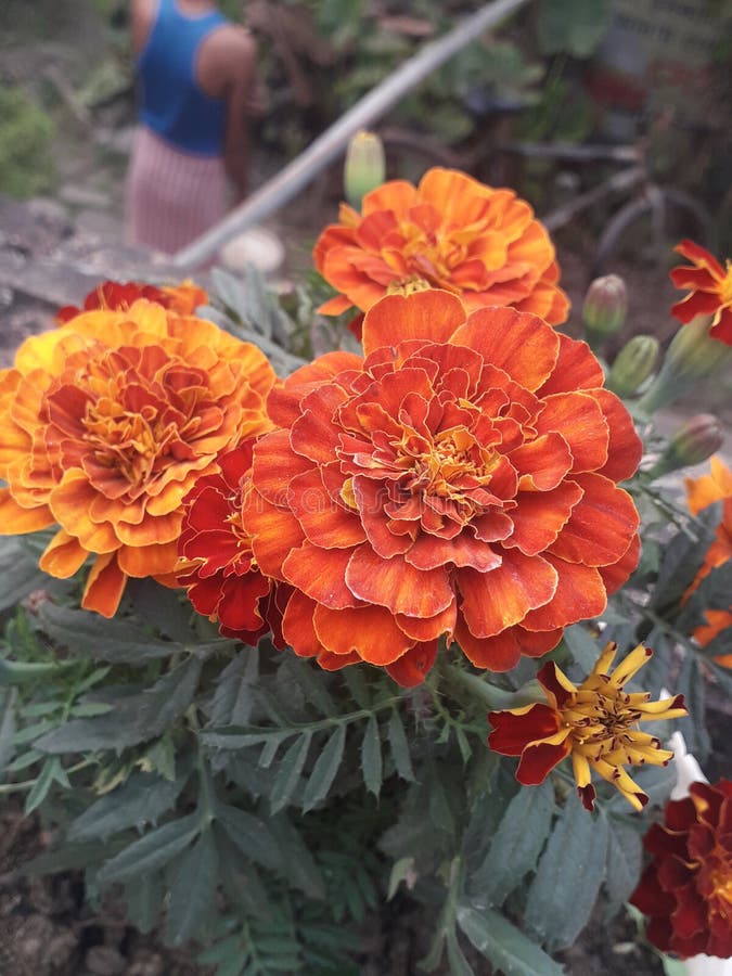 221 Rad Flowers Stock Photos - Free & Royalty-Free Stock Photos from ...