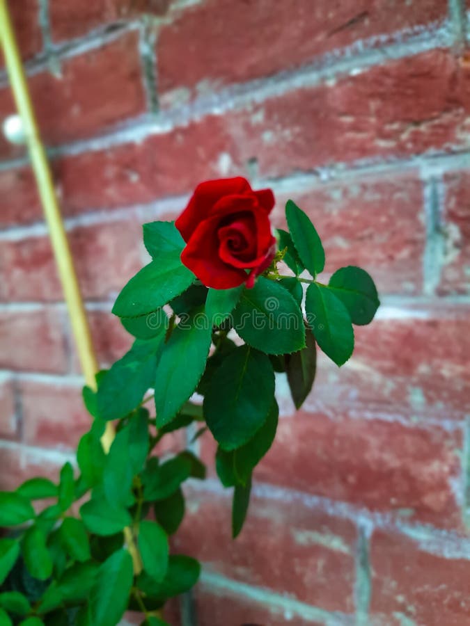 Rad Rose Flower and Plant stock photo. Image of petal - 205750196