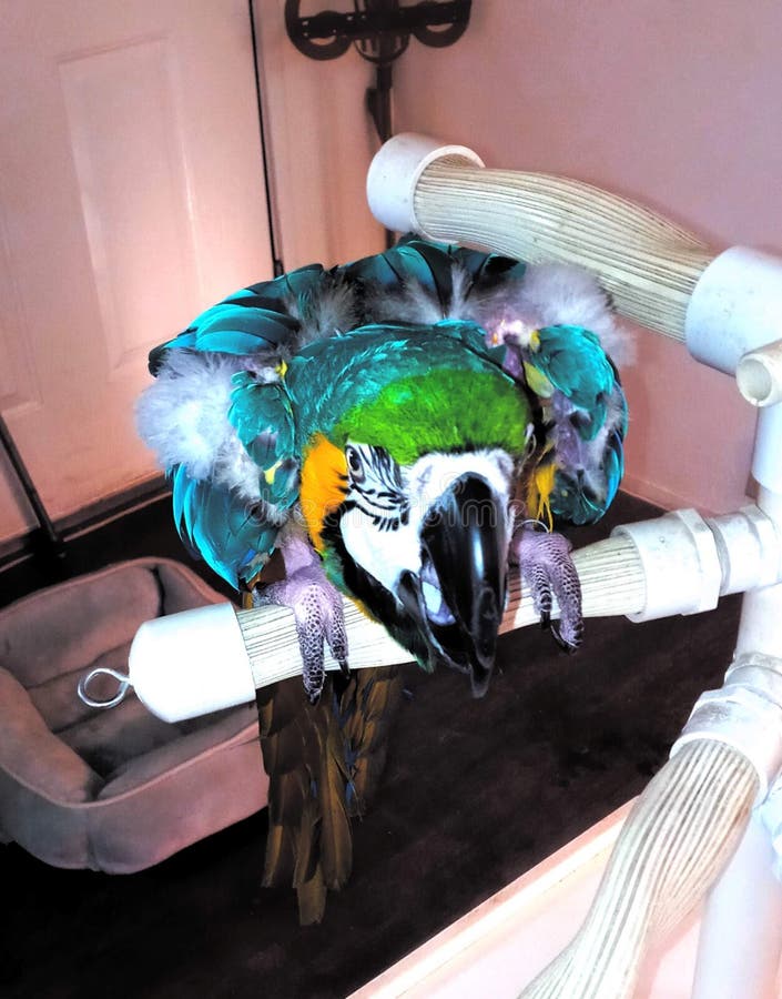 The bald chest parrot stock image. Image of parr, bald - 232461235