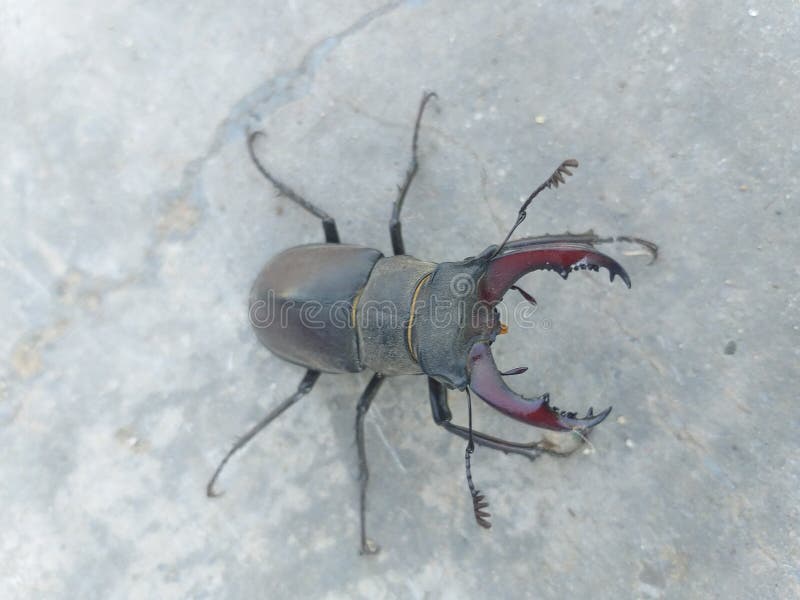 Radasca, Beetle with Strong Tongs Black! Stock Photo - Image of beetle ...
