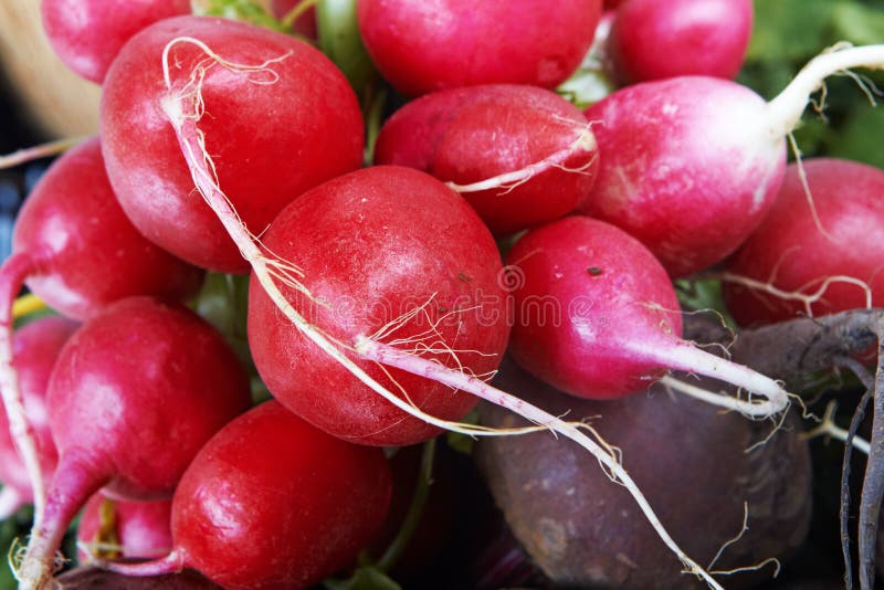 Blackradish stock photo. Image of green, black, vegetable - 2316366