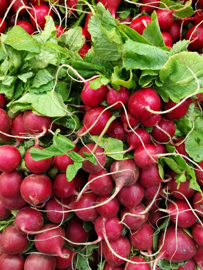 Raddish fresco foto de stock. Imagem de orgânico, folha - 88901448