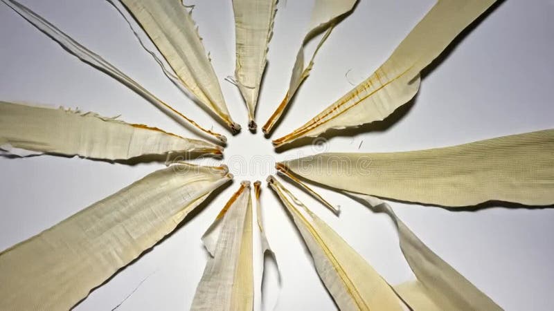 Radial Arrangement of Translucent Strips Exhibiting Textured Surfaces ...