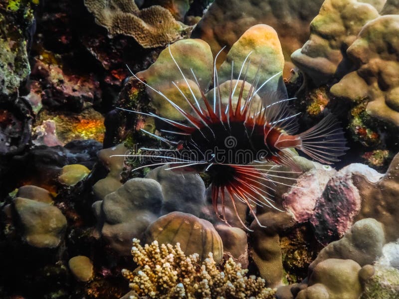 Radial Firefish Flows while Diving in the Red Sea Large Stock Photo ...