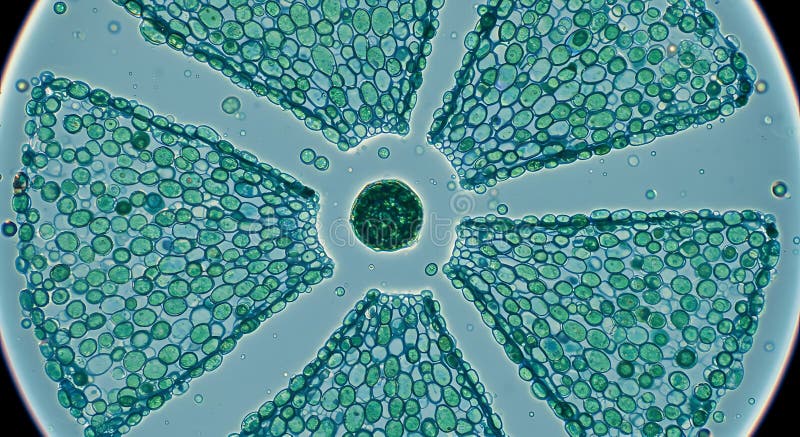 Radial Green Algae Colony Stock Illustrations – 5 Radial Green Algae ...