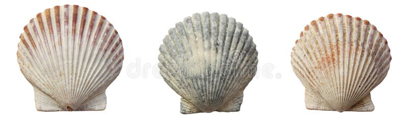 Radial Sea Shell Isolated on a White Background Stock Photo - Image of ...