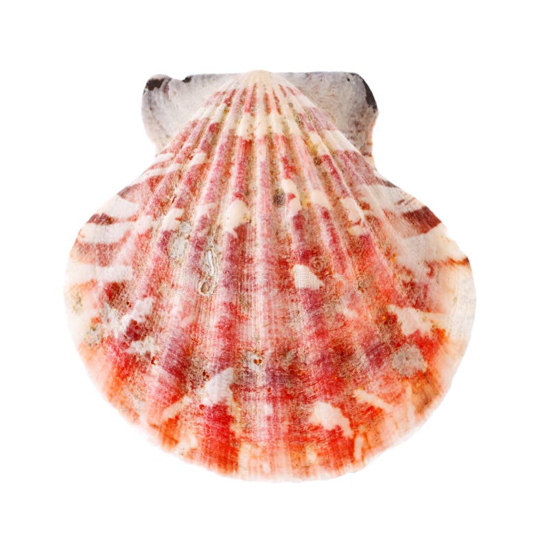 Radial Sea Shell Isolated stock image. Image of radial - 14164683