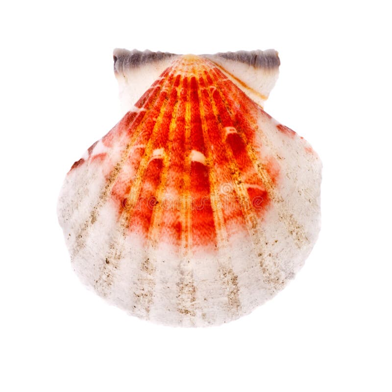 Radial Seashell stock image. Image of radial, exotic - 25859975