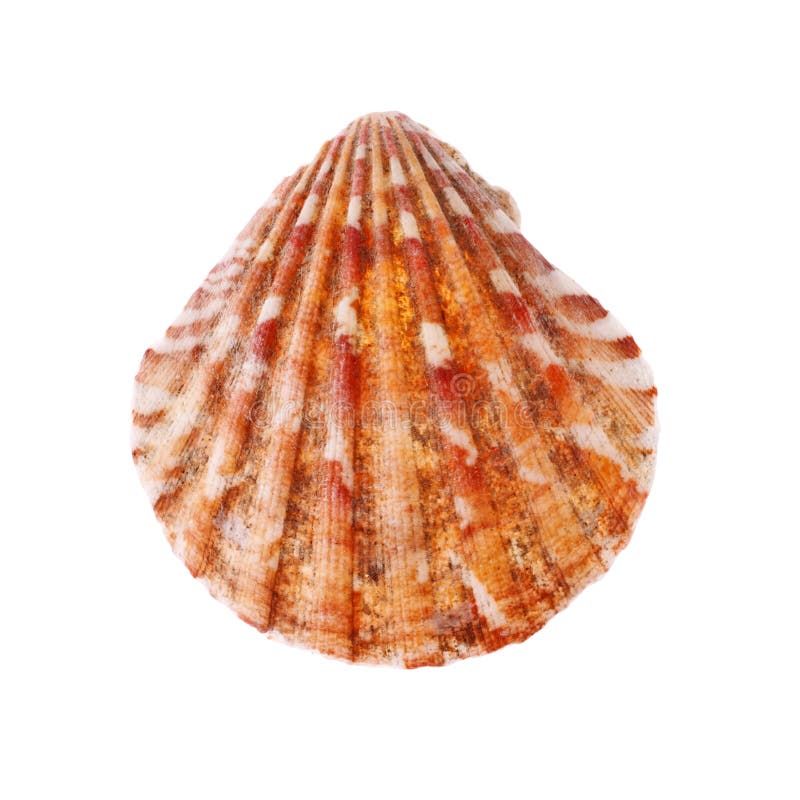 Radial Seashell stock photo. Image of beach, composition - 18693962