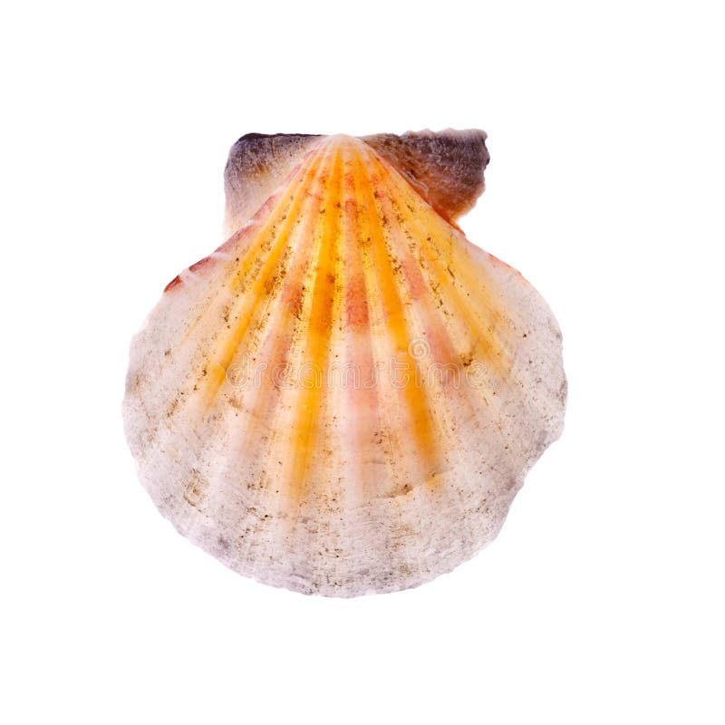 Radial Seashell stock photo. Image of beach, composition - 18693962
