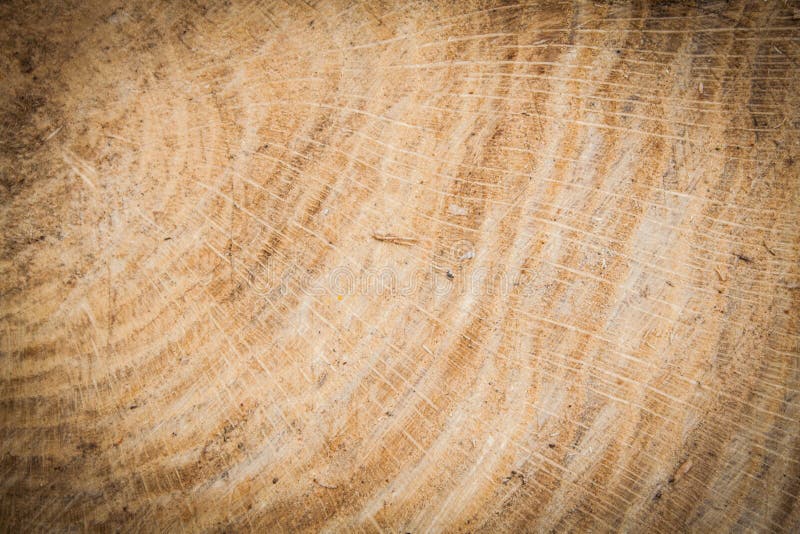 443 Radial Section Wood Stock Photos - Free & Royalty-Free Stock Photos ...