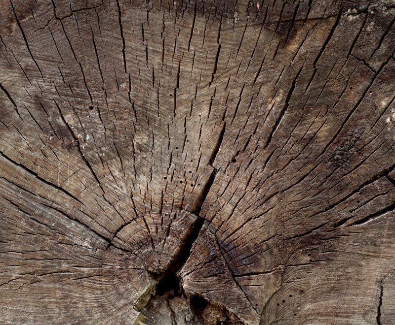 A Radial Section of a Tree Trunk. Stock Image - Image of drawing ...