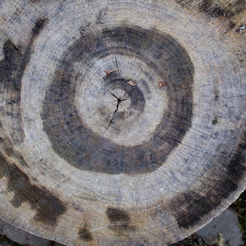 A Radial Section of a Tree Trunk. Stock Image - Image of annual ...