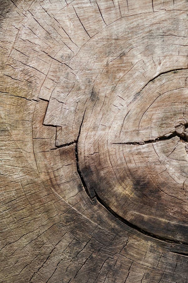 A Radial Section of a Tree Trunk. Stock Image - Image of annual ...