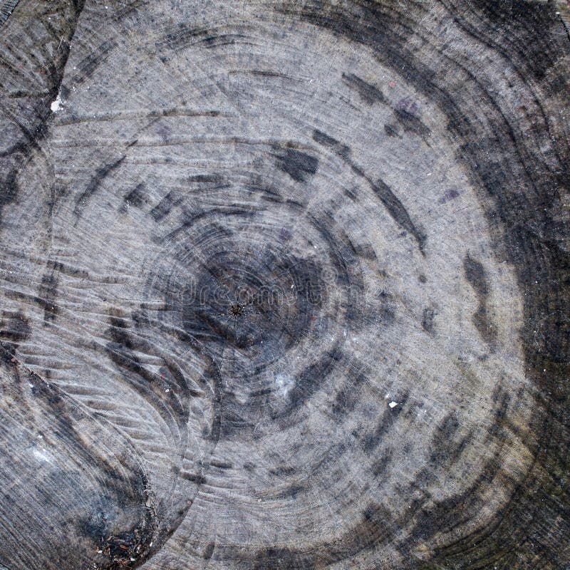 A Radial Section of a Tree Trunk. Stock Image - Image of drawing ...