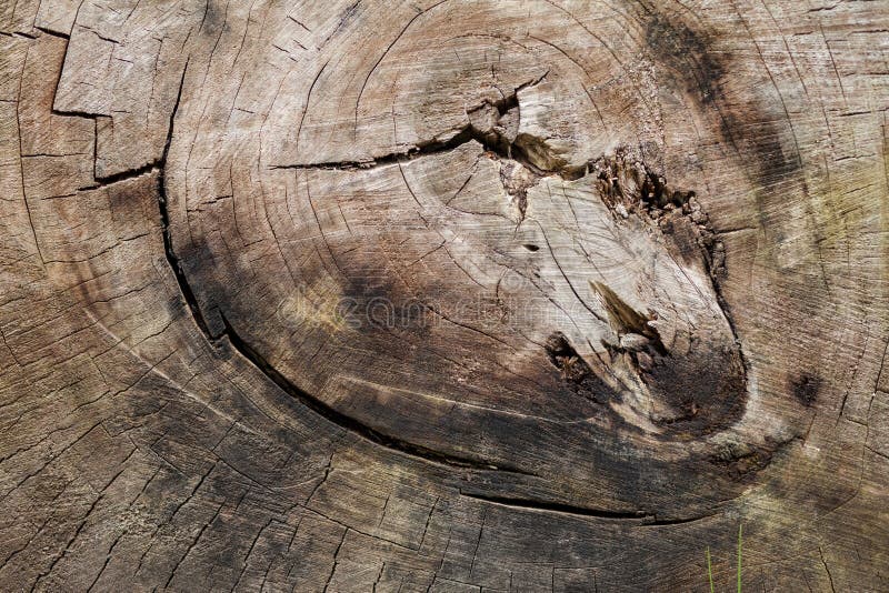 A Radial Section of a Tree Trunk. Stock Photo - Image of ring, circles ...