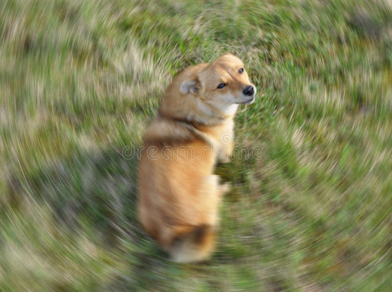 Radial Zoom Blured Dog on Background Stock Image - Image of grass ...