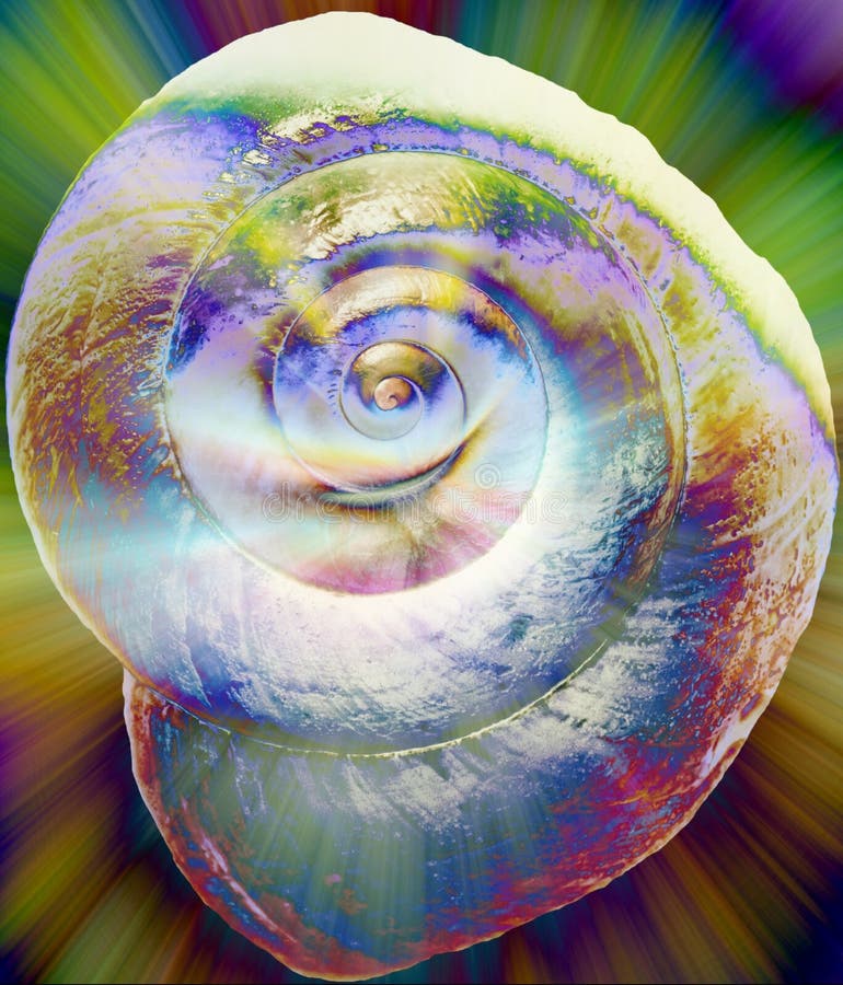 Cockleshell stock image. Image of detail, closeup, delicate - 10267059