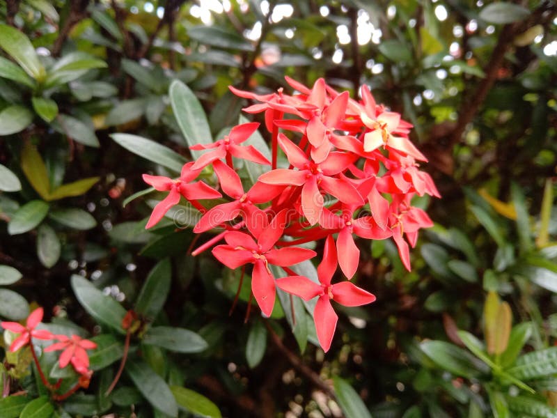 Radiant Blossoms Vibrant Beauty Red Ixora Stock Photos - Free & Royalty-Free Stock Photos from ...