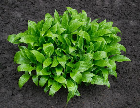 Radiant Edger stock image. Image of leaf, unripe, floral - 42354209