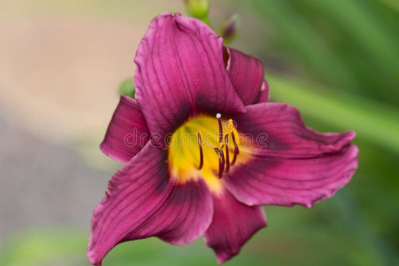 Radiant Flower stock photo. Image of pink, radiant, gardening - 45991218