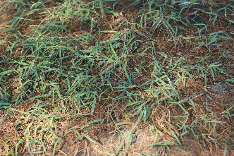 Radiant green grass stock photo. Image of woodland, garden - 318325256