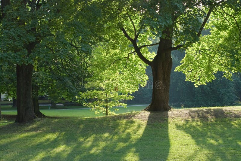 Black Walnut Tree Shade stock photo. Image of trunk, tree - 11141212