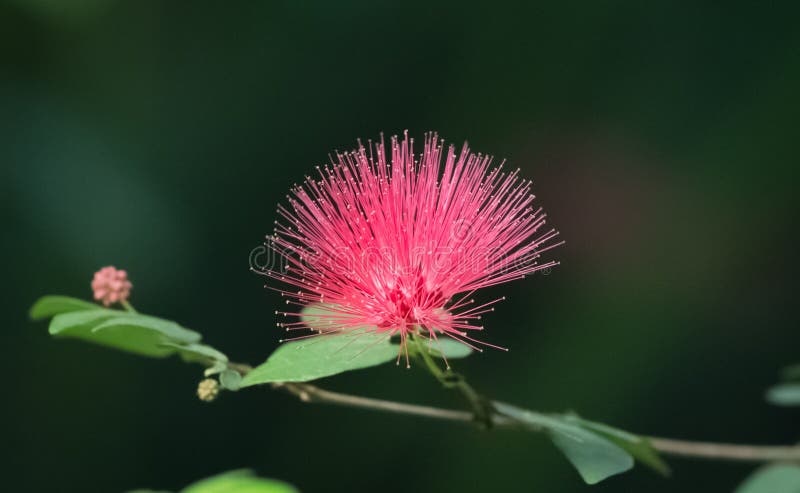 Radiant Pink Flower stock image. Image of nature, plant - 40249725