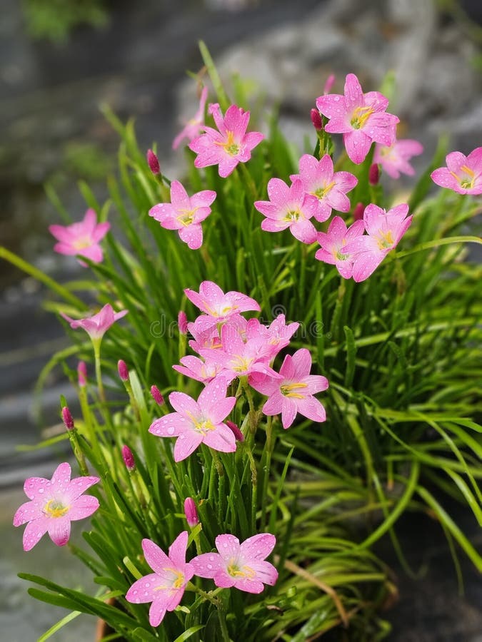 Radiant Rain Lily: a Blooming Treasure after the Rain Stock Photo ...