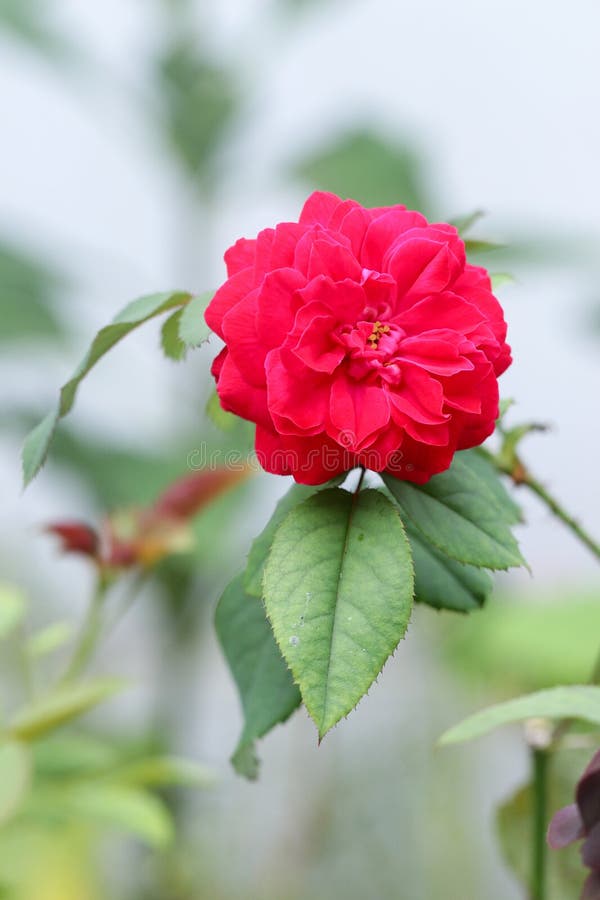 Radiant Red Rose in Bloom – a Symbol of Beauty and Elegance Stock Photo ...