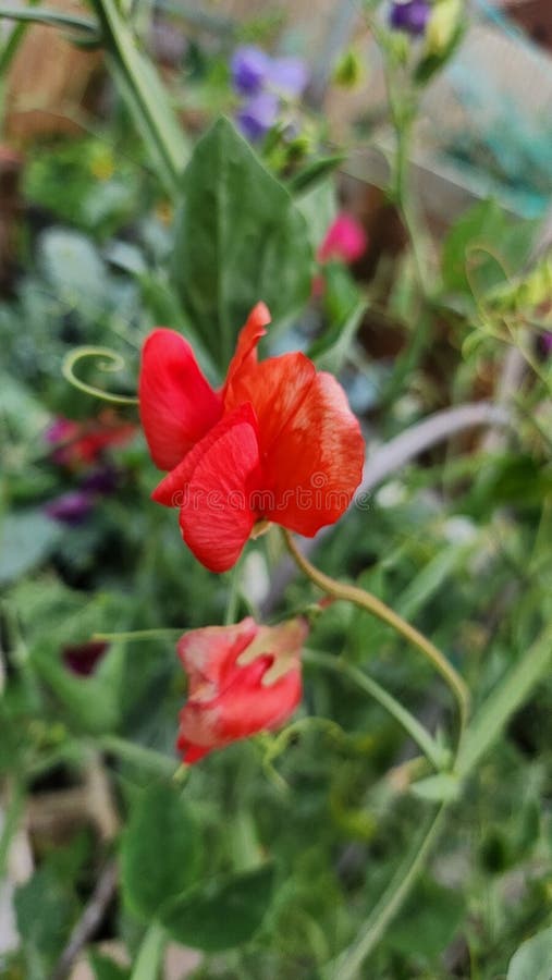 Radiant red sweetpea stock image. Image of redsweetpea - 288956229