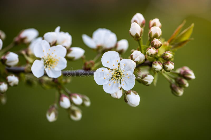 Radiant Spring Bloom: Cherry Blossoms Illuminated by the Setting Sun ...
