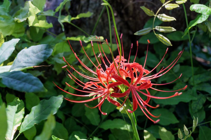Radiata de Lycoris imagen de archivo. Imagen de rosa - 50549055